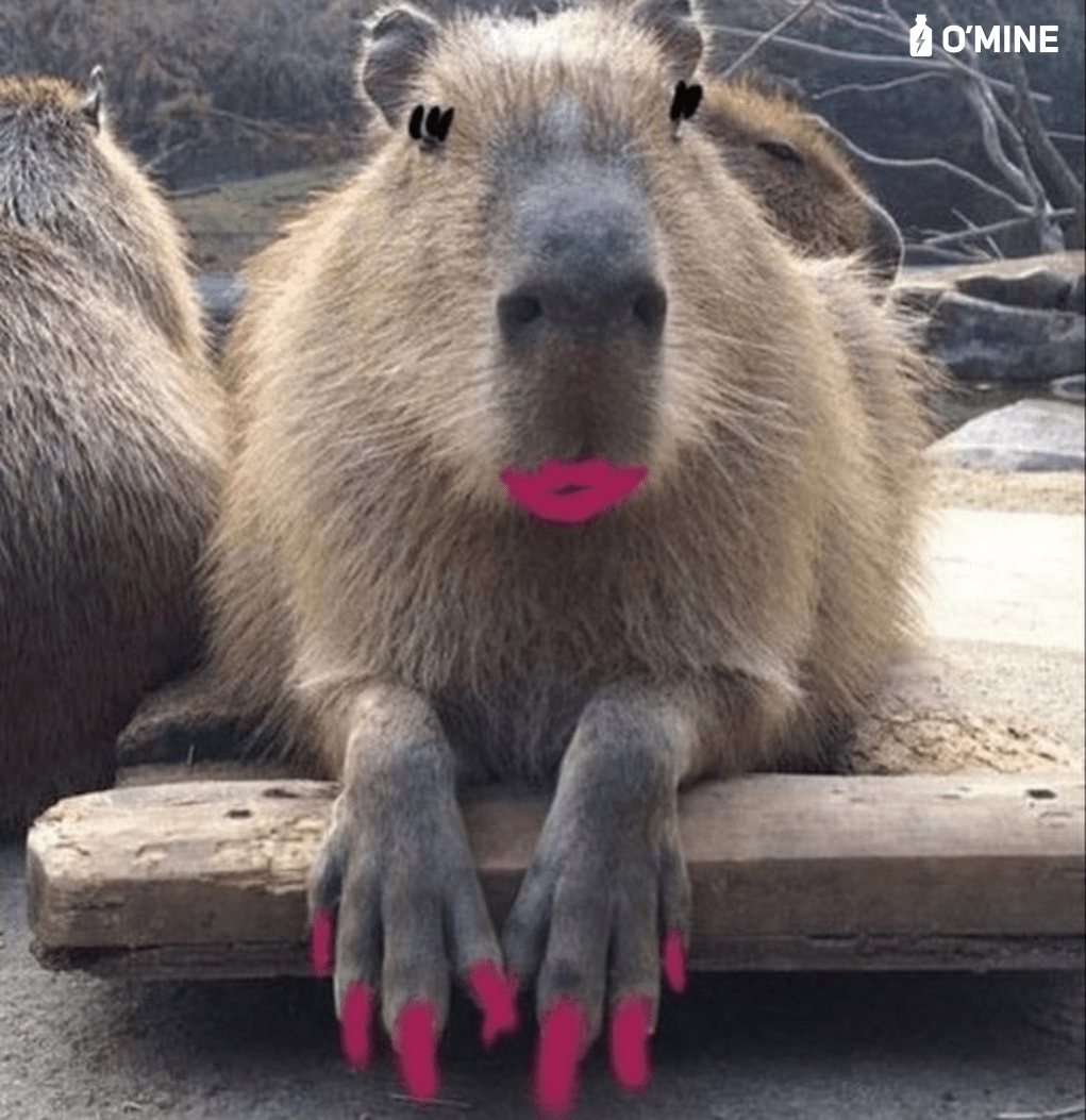Baby Look Capivara - O'Mine Store